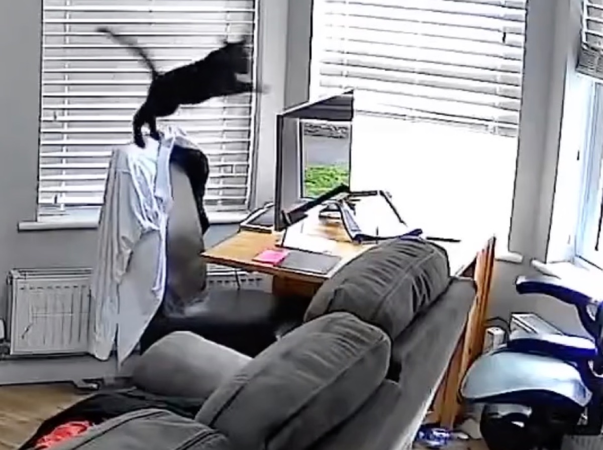 Gatto star distrugge prodotti Apple per migliaia di dollari - macitynet.it